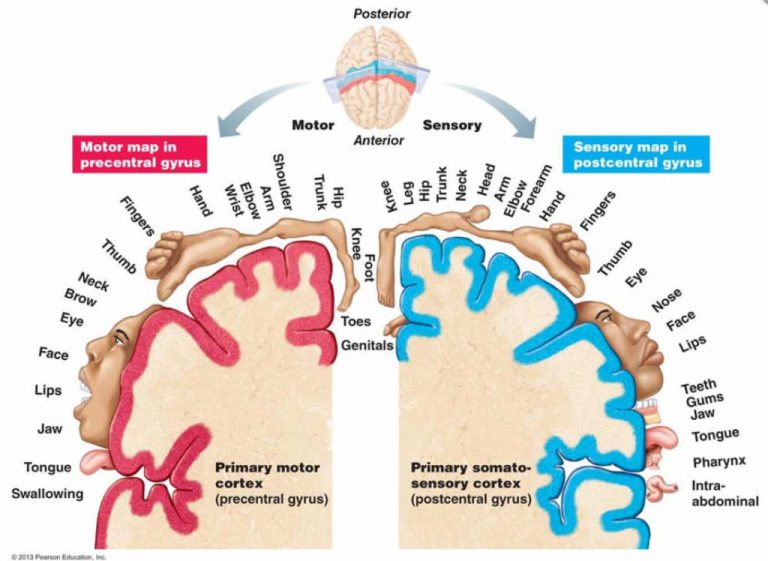 How Does the Brain Perceive the Body? – Discover the brain's view